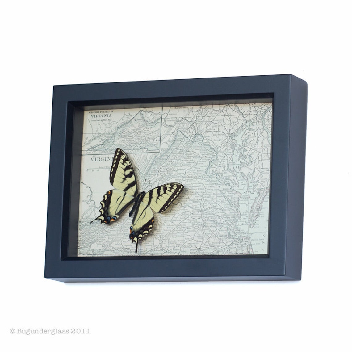Framed Map Virginia With Real Butterfly From State - Etsy