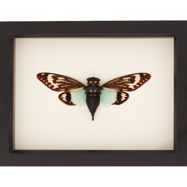 Insect Art - Etsy