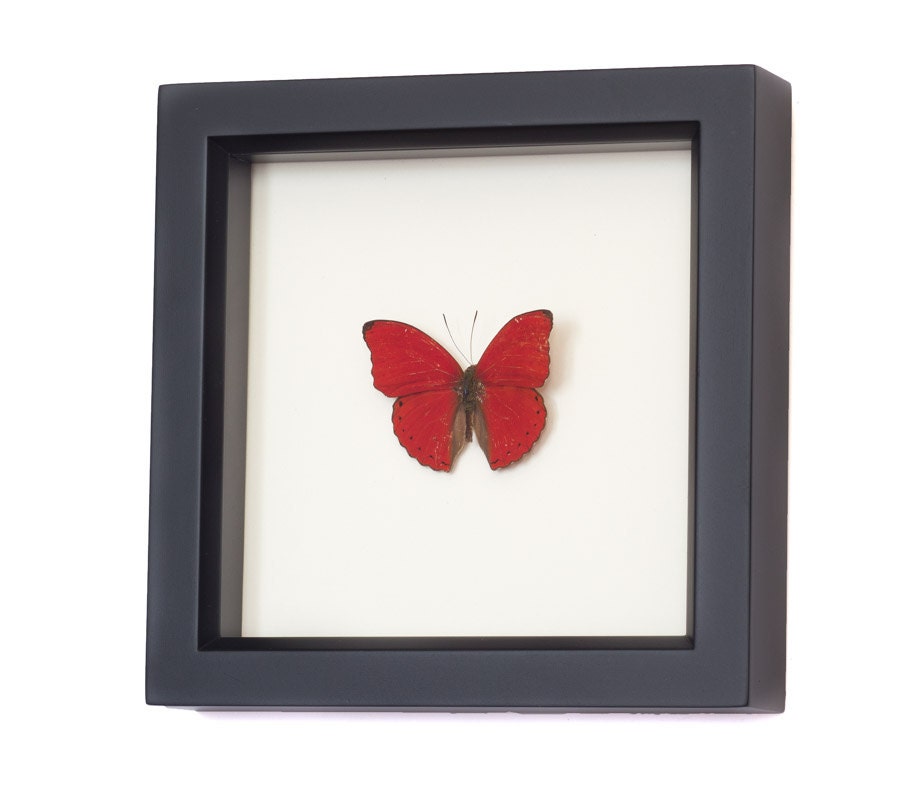 Real Red Butterfly Mounted Shadowbox Display | Etsy
