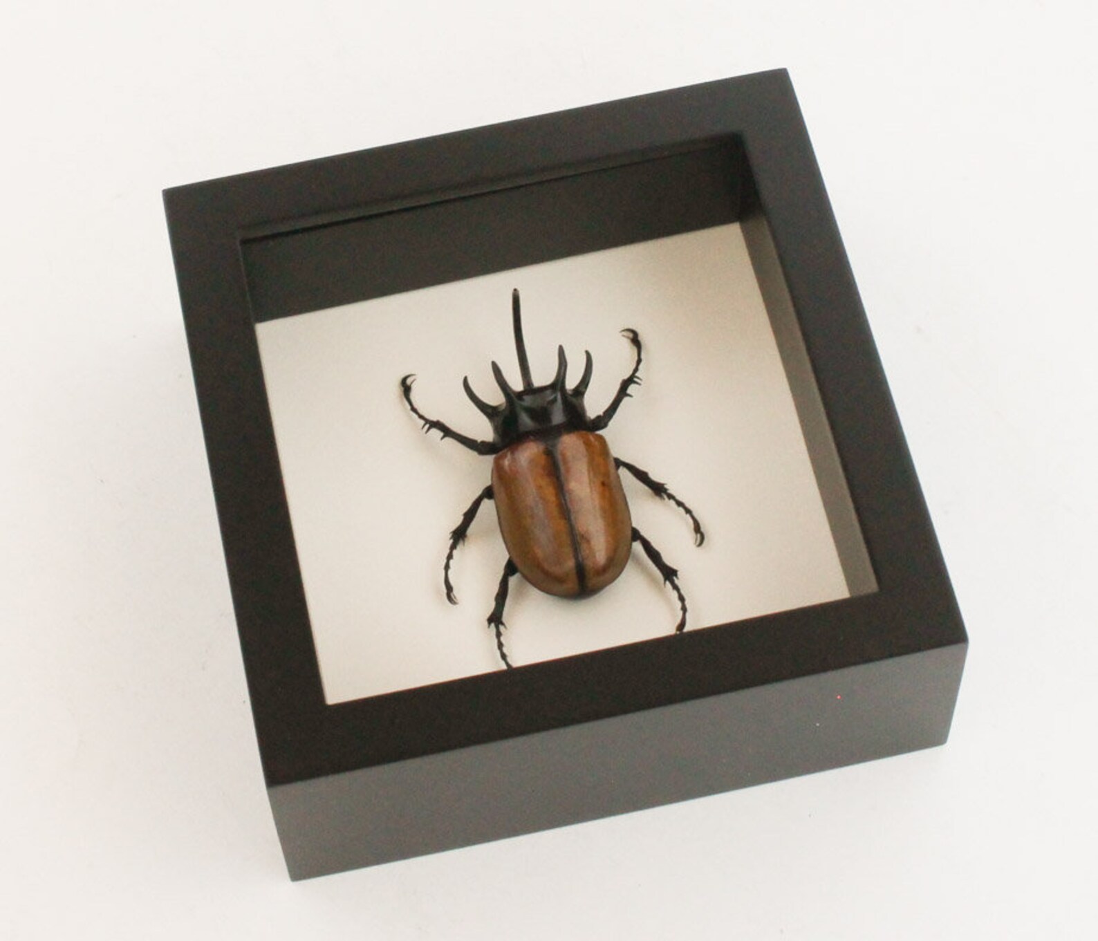 Framed Rhino Beetle Taxidermy Museum Display 6.5x6.5 - Etsy