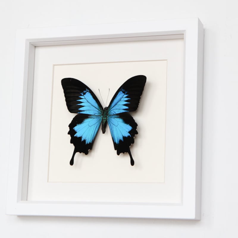 Real Butterfly Framed - Etsy
