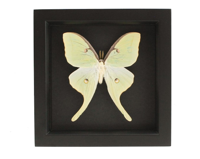 Framed Luna Moth Display With Black Background 6x6 - Etsy