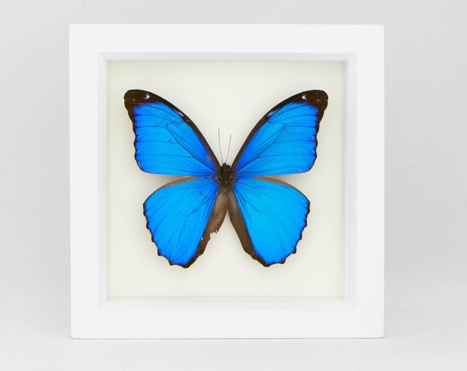 Blue Morpho Butterfly Real Mounted Butterfly Display 6x6 - Etsy