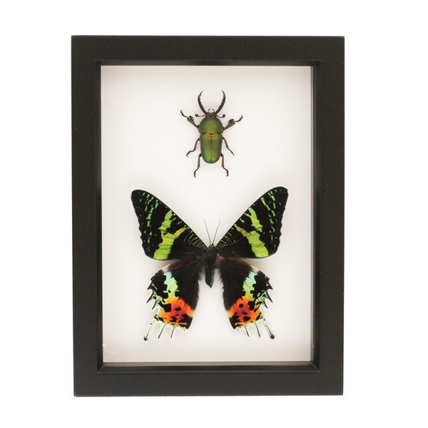 Insect Collection - Etsy