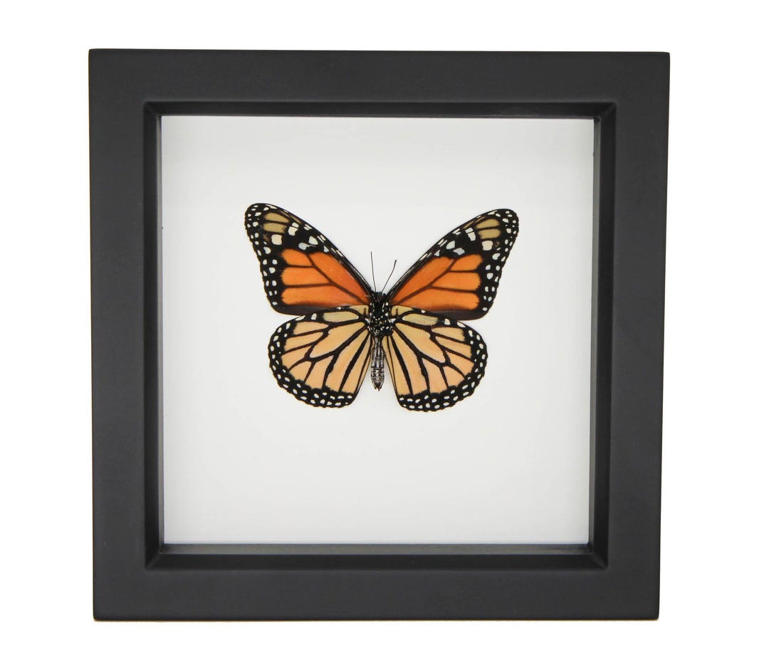 Framed Real Butterfly Monarch Butterfly Underside Display 6x6 - Etsy