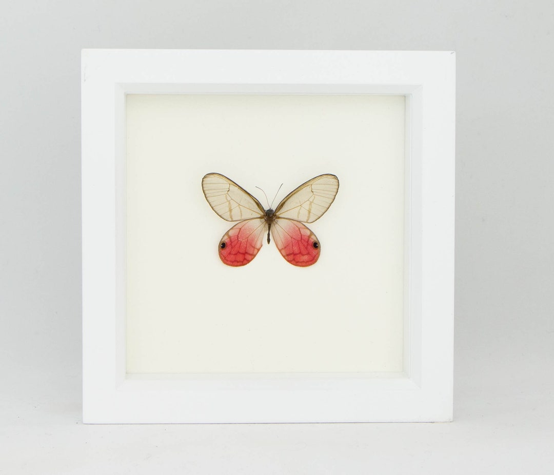 Mounted Butterfly Art Pink Glasswing Display - Etsy