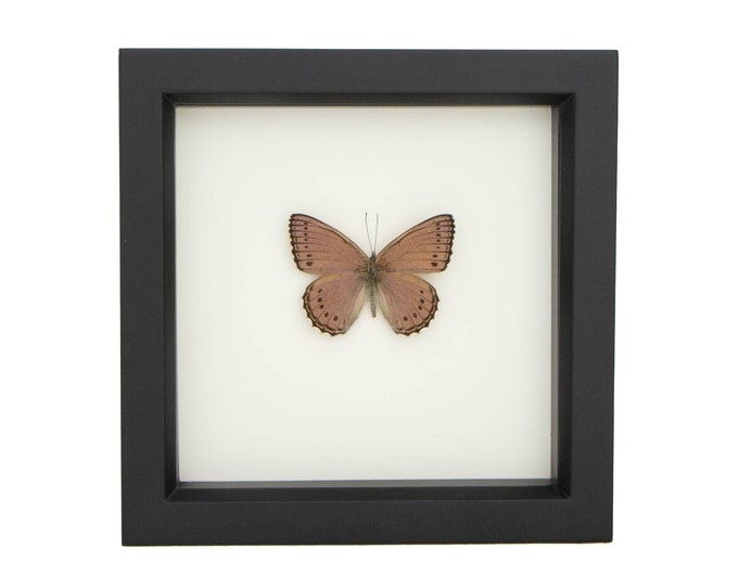 Real Insect Shadowbox Meadow Wanderer Butterfly Crenis Pechuelli - Etsy