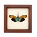 Framed Lanternfly Insect Display Pyrops Pyrorhyncha 6x6 - Etsy