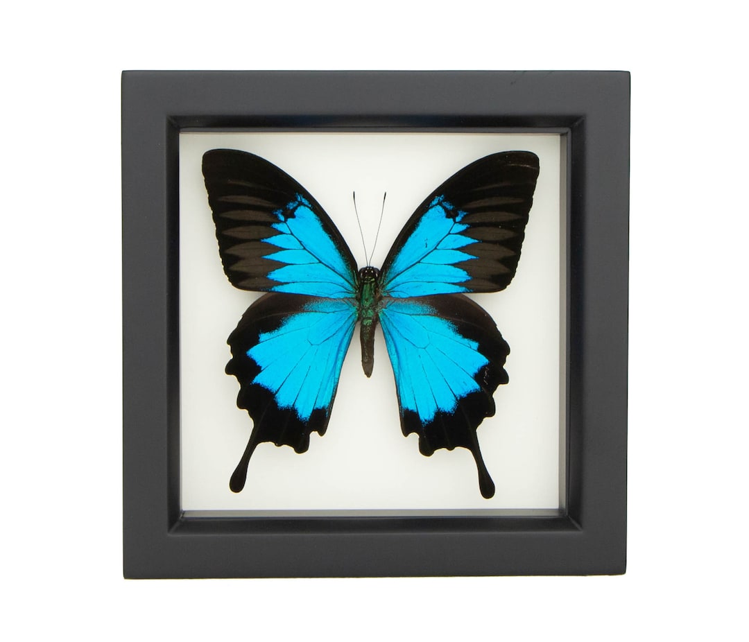 Real Butterfly Display Blue Mountain Butterfly 6x6 - Etsy