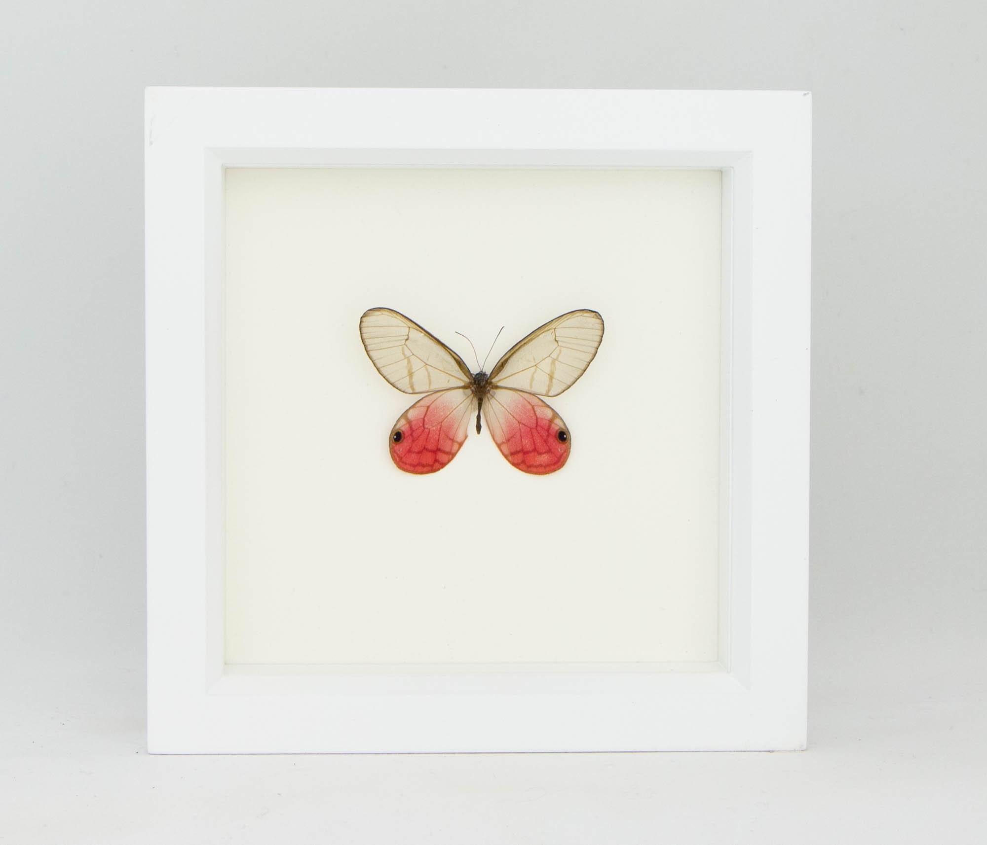 Real Framed Butterfly Display Pink Glasswing - Etsy
