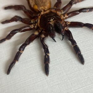 Framed Chinese Hourglass Spider Cyclocosmia Ricketti 6x6 - Etsy