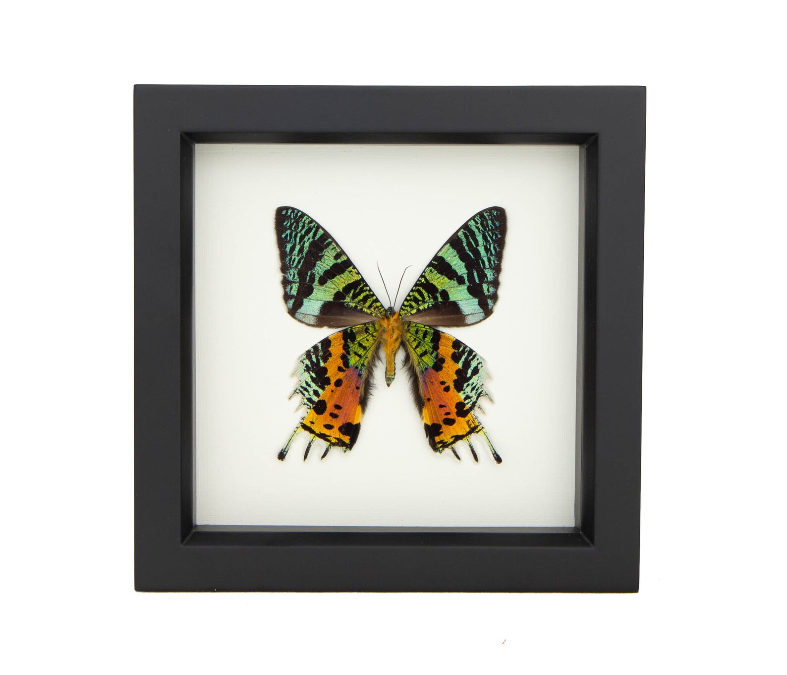 Sunset Moth Real Framed Moth Taxidermy - Etsy