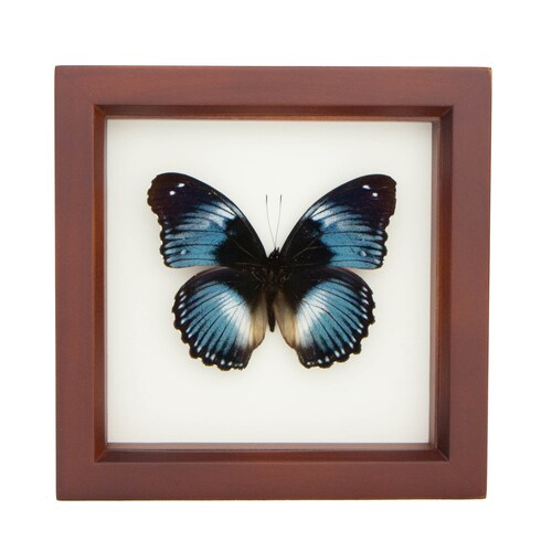 Real Framed Blue Morpho Butterfly Display - Etsy
