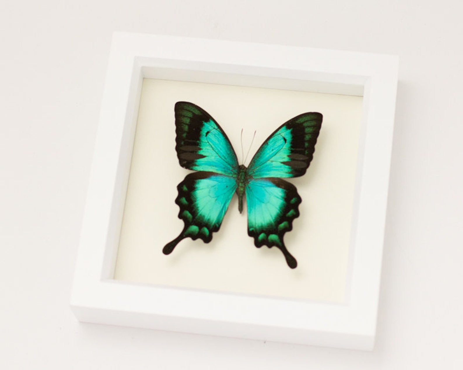 Framed Butterfly in White Shadowbox Frame Sea Green - Etsy
