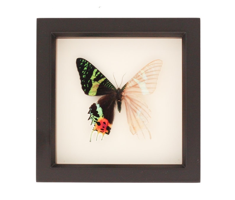 Real Framed Moth Skeleton Sunset Moth Display Insect Taxidermy - Etsy