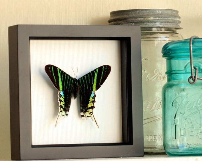 Real Framed Moth Collection Sunset Moth Display UV Glass Urania Ripheus ...