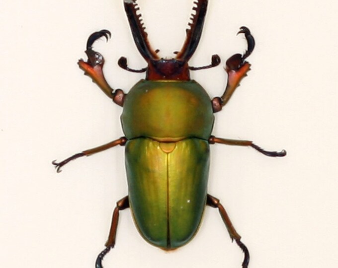 Framed Green Stag Beetle Insect Display - Etsy