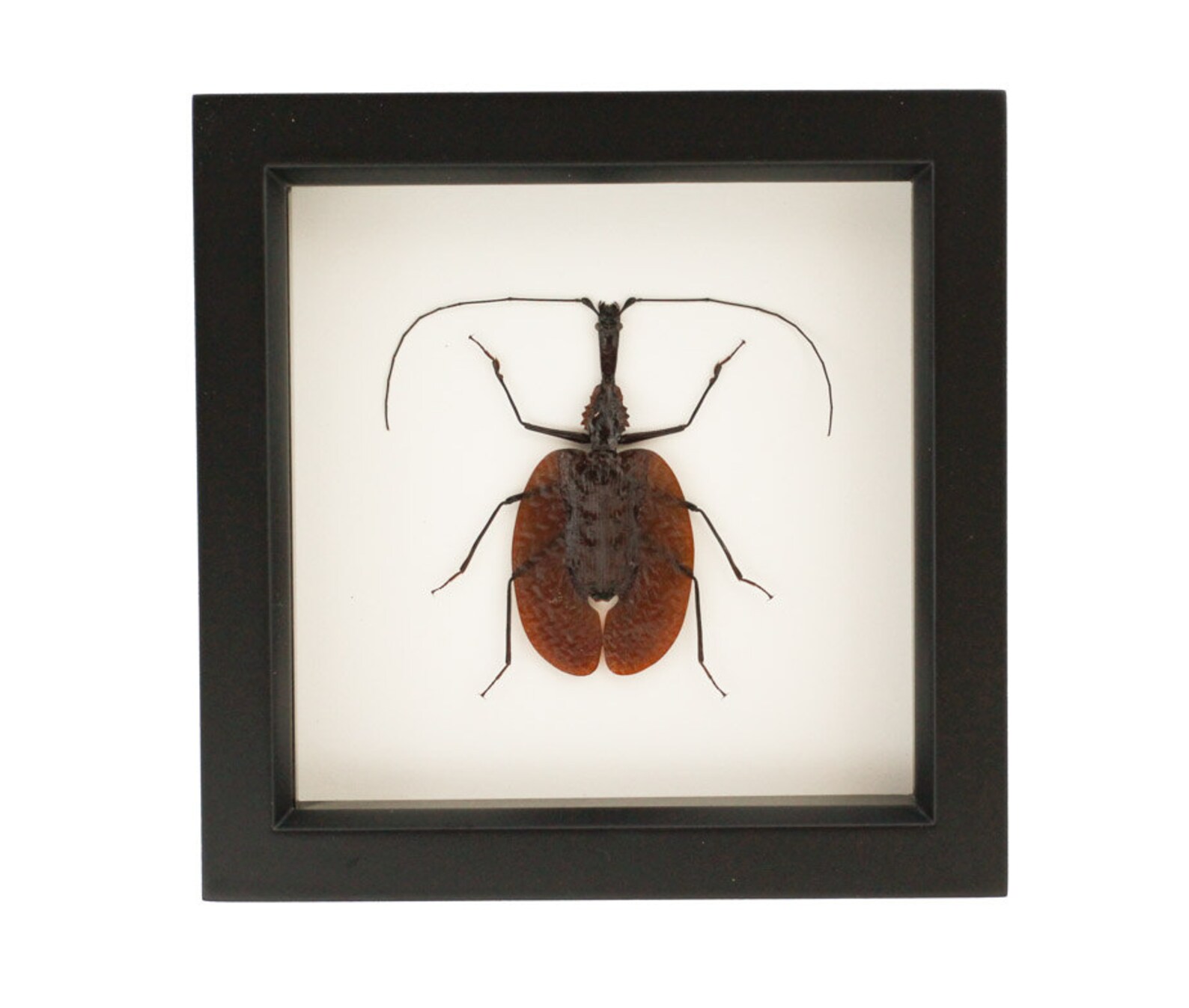 Real Framed Beetle Violin Beetle Display Mormolyce Phyllodes - Etsy