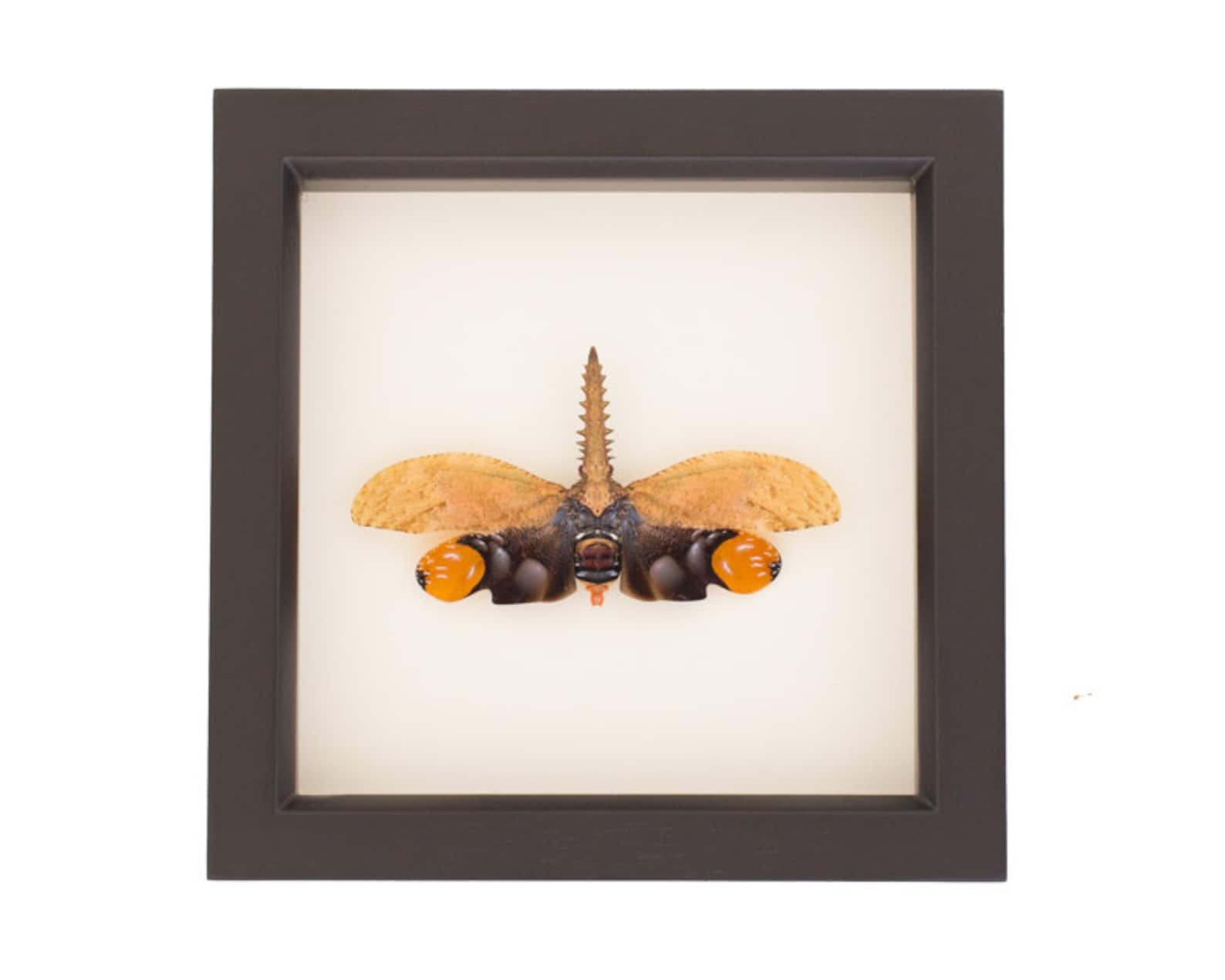 Real Framed Lanternfly Cathedra Serrata Bug Under Glass - Etsy