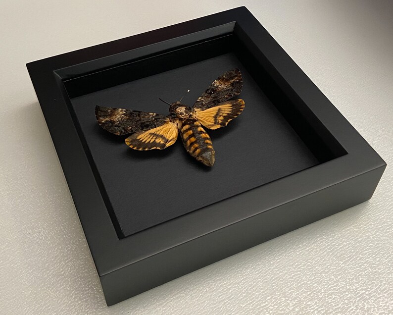 Death Head Moth Taxidermy Shadowbox Black Background 6x6 Frame UV ...