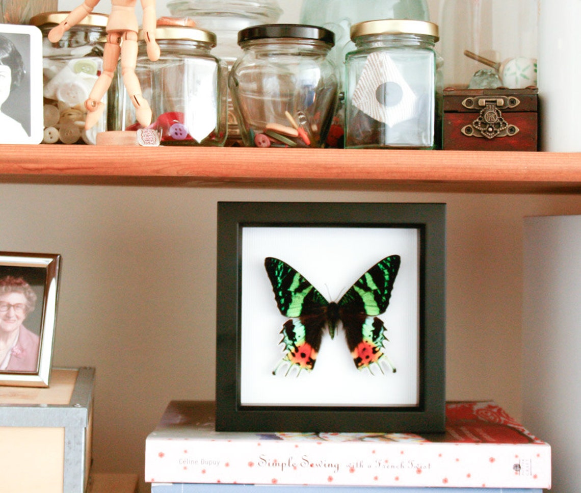 Framed Moth Display Madagascar Sunset Insect Taxidermy - Etsy