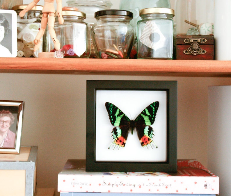 Framed Moth Display Madagascar Sunset Insect Taxidermy - Etsy