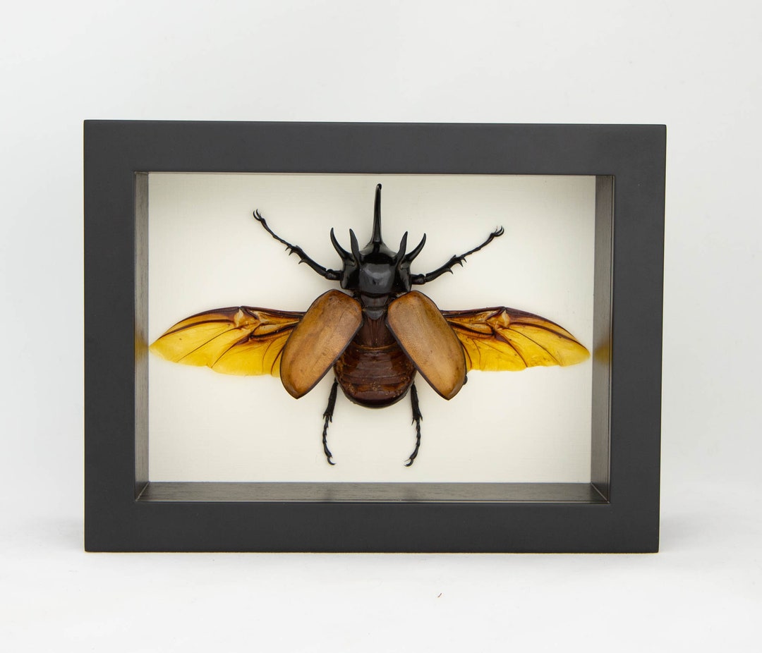Framed Rhinoceros Beetle Taxidermy Display - Etsy