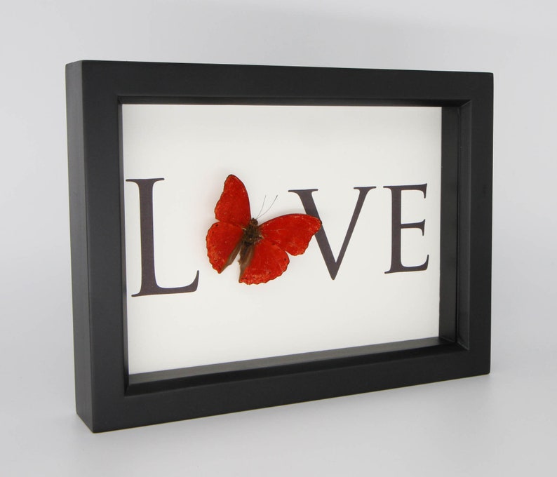Real Framed Butterfly Design Love - Etsy