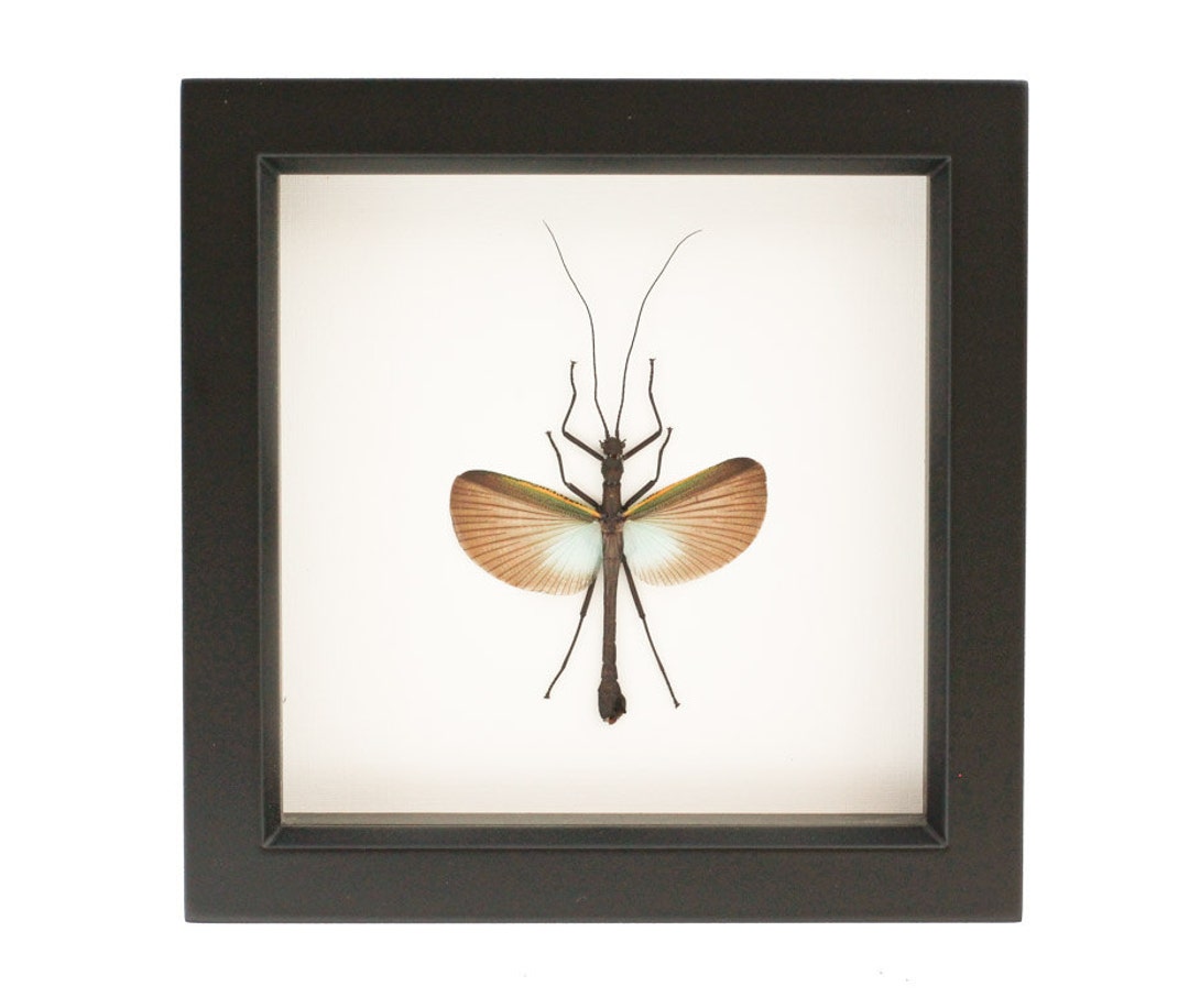 Framed Green Walking Stick Harry Potter Insect Bowtruckle - Etsy