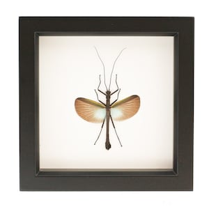 Framed Walking Stick Insect Taxidermy Shadowbox - Etsy
