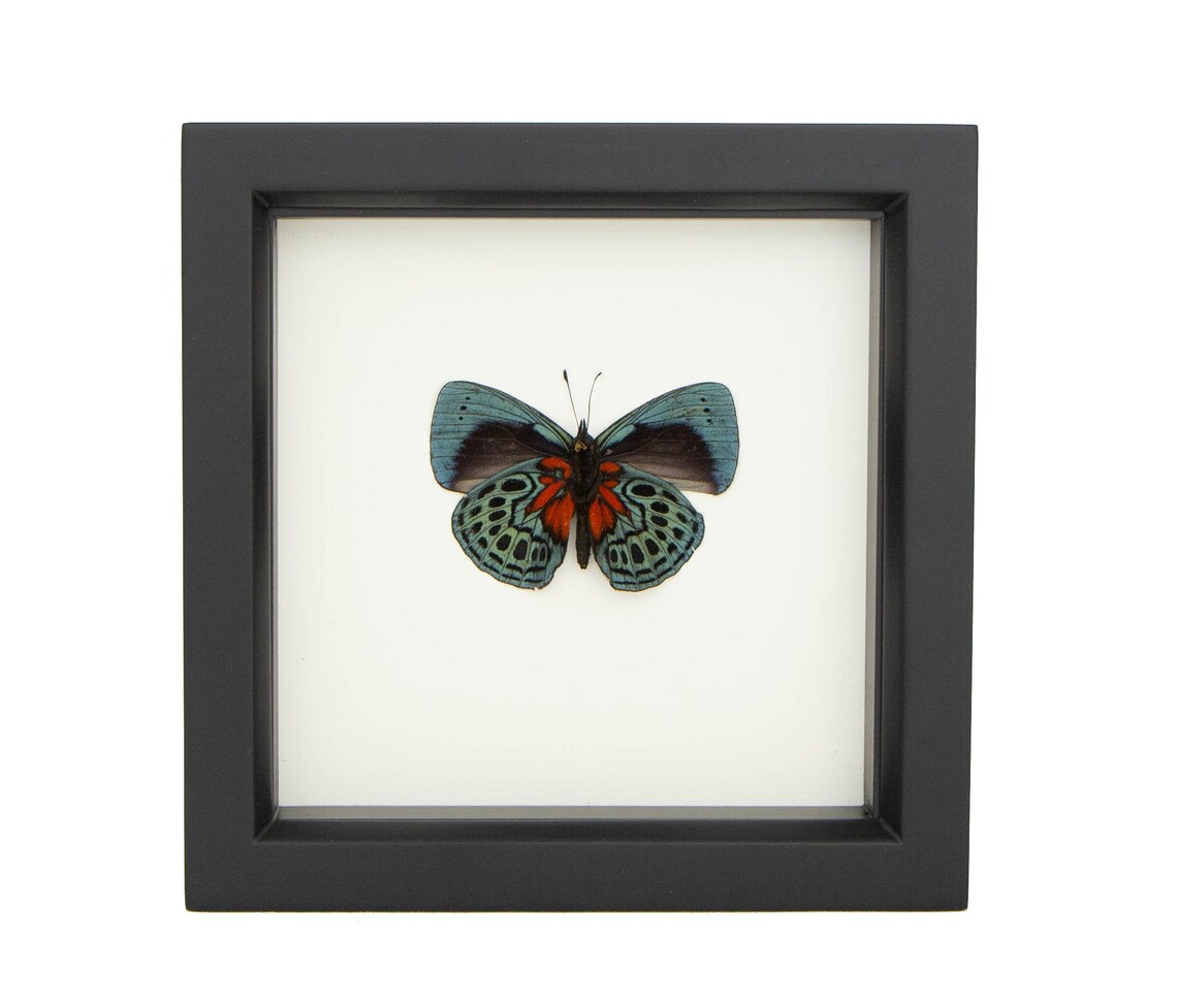 Preserved Butterfly Blue Glory Callithea Optima Art 6x6 - Etsy