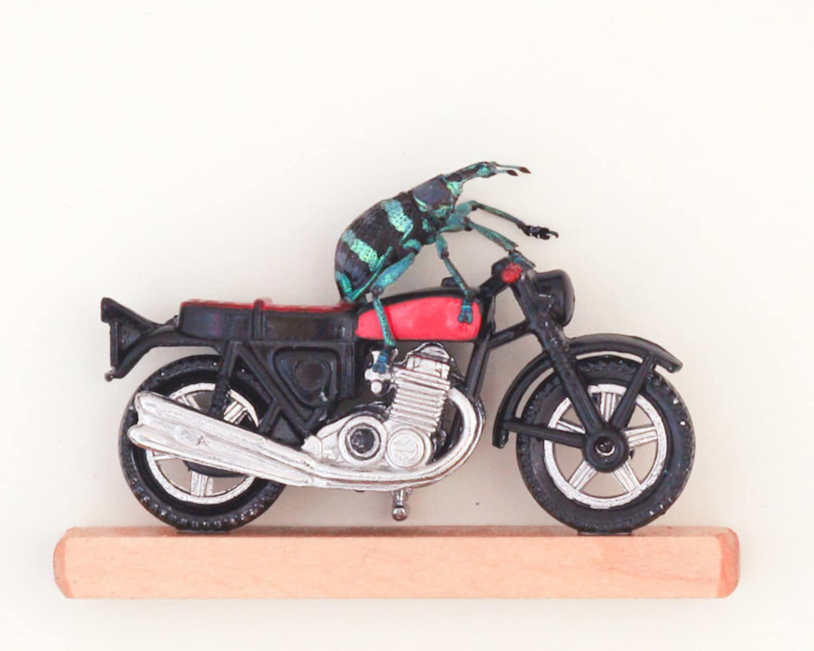 Insect Art Weevil Knievel Real Beetle Riding Motorcycle Taxidermy 6x8 ...