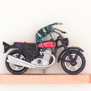 Insect Art Weevil Knievel Real Beetle Riding Motorcycle Taxidermy 6x8 ...