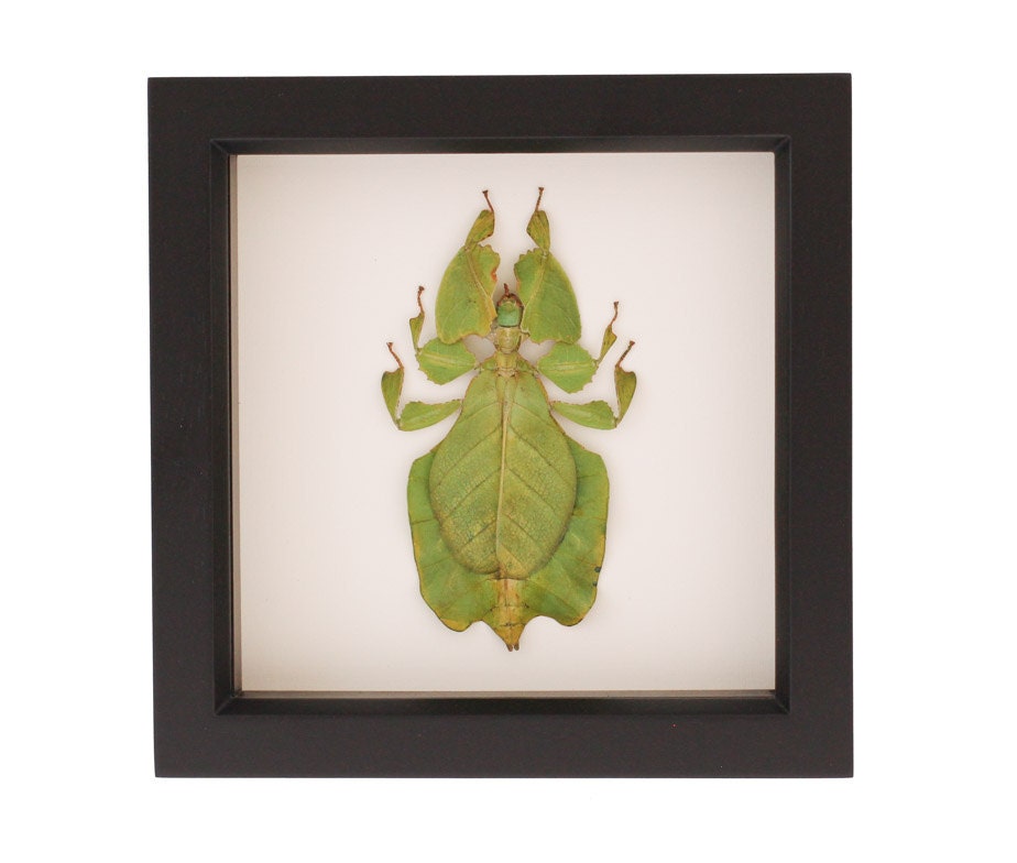 Wood Frame Insect Display Walking Leaf | Etsy