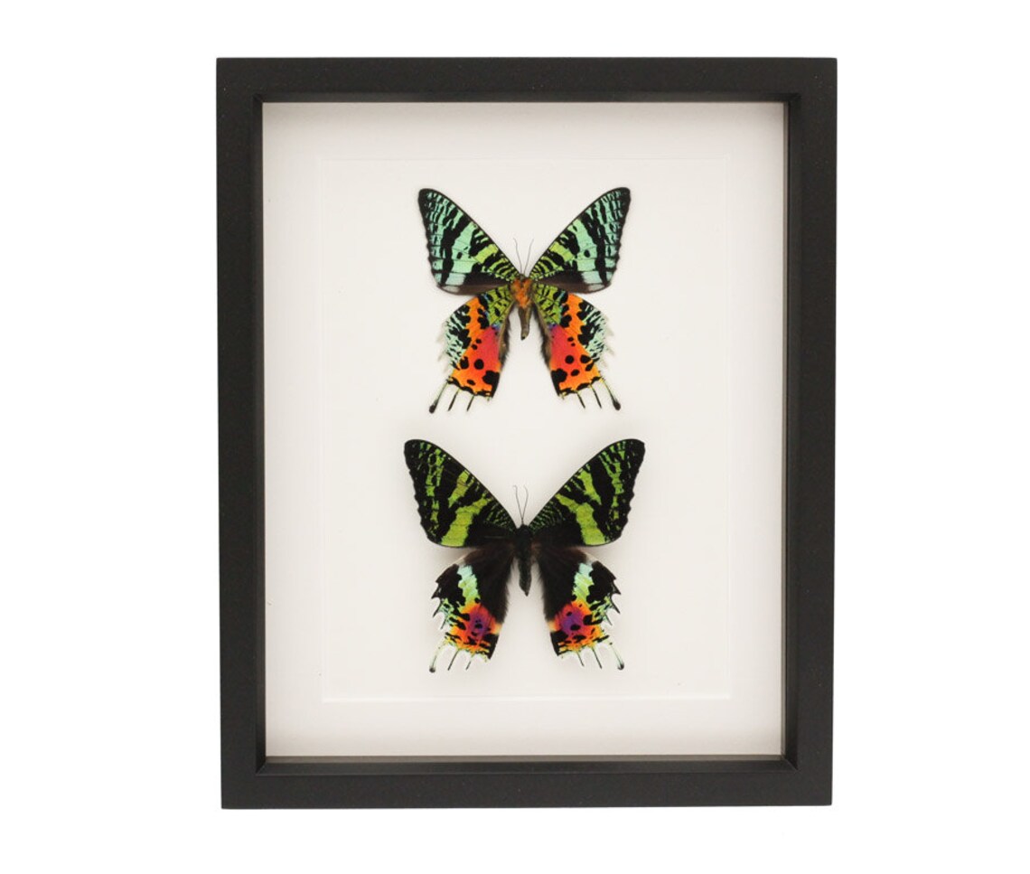 Real Framed Moth Collection Sunset Moth Display UV Glass - Etsy