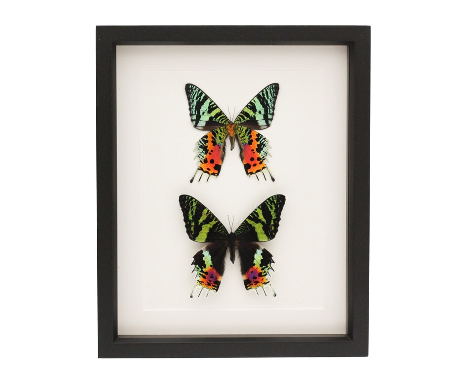 Real Framed Moth Collection Sunset Moth Display UV Glass Urania Ripheus ...
