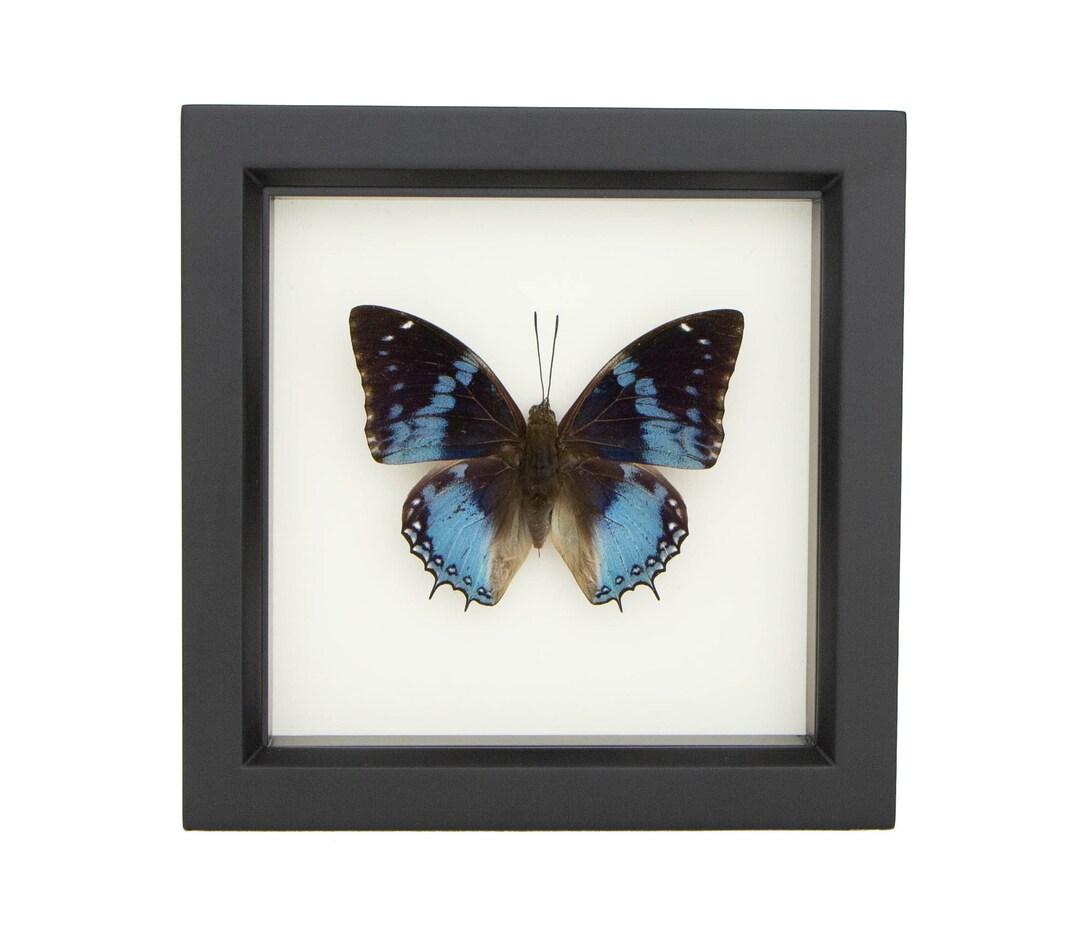Blue Charax Real Framed Butterfly Shadowbox Display 6x6 - Etsy