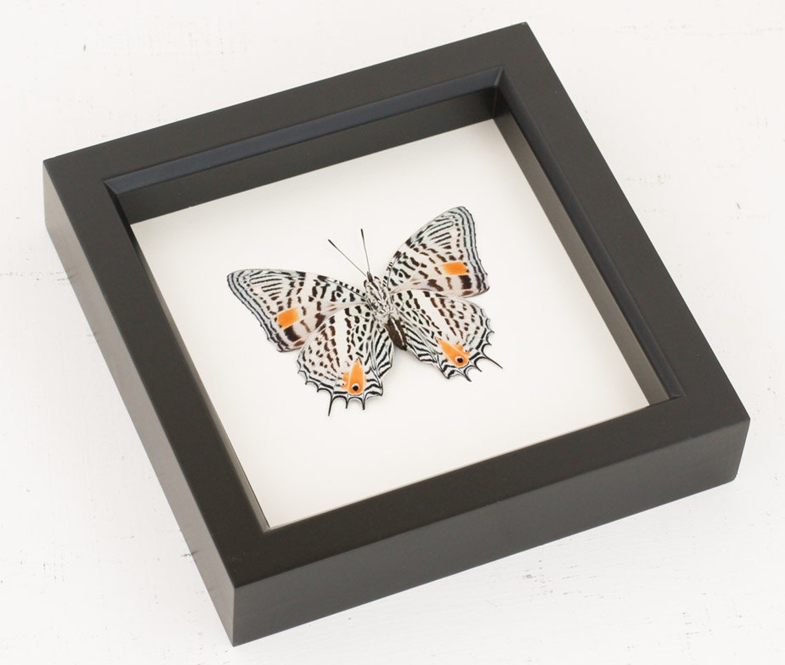 Butterfly Display Case Real Insect Taxidermy Art Baeotus - Etsy