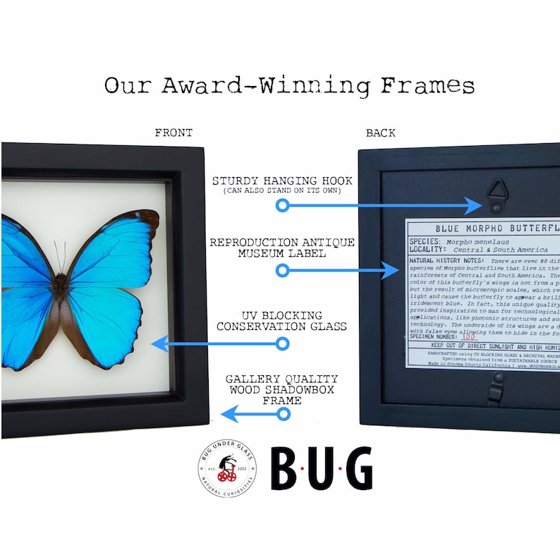 Insect Frame Brimstone Butterfly Display 6x6 - Etsy