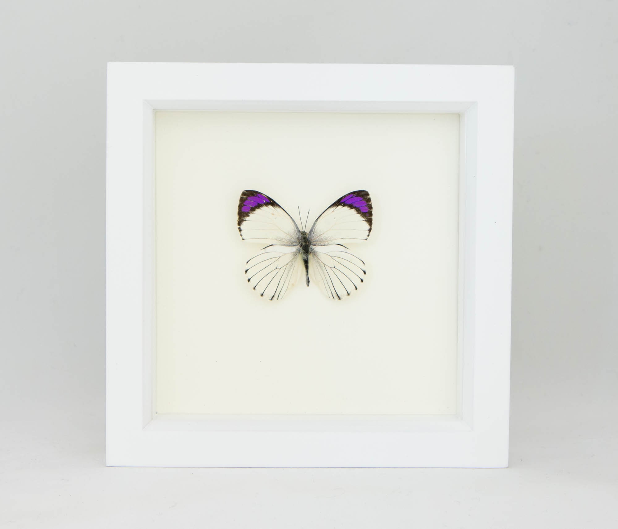 Framed Purple Tip Butterfly Colotis Ione 6x6 - Etsy