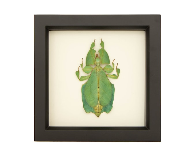 Wood Frame Insect Display Walking Leaf - Etsy