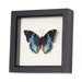 Blue Charax Real Framed Butterfly Shadowbox Display - Etsy