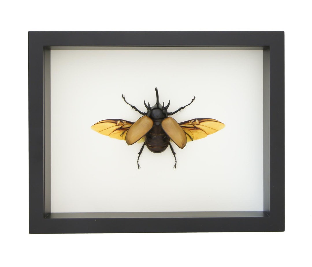 Framed Rhino Beetle EUPATORUS GRACILICORNIS Museum Display - Etsy