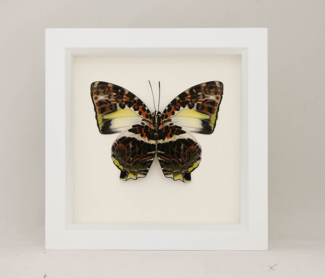 Butterfly Display Glorious Begum Agatasa Calydonia Taxidermy 6x6 - Etsy