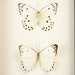 Butterfly Taxidermy Polka Dot Insect Display - Etsy
