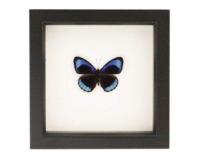 Midnight Blue Real Framed Butterfly Art Display - Etsy