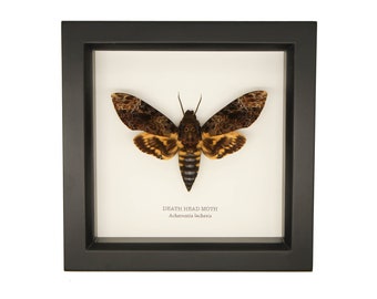 Real Framed Moth Collection Sunset Moth Display UV Glass Urania Ripheus ...