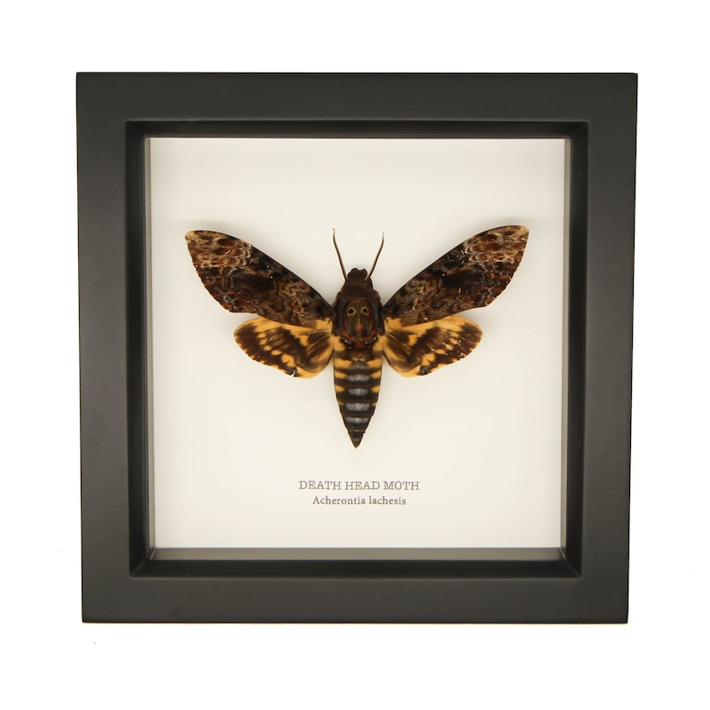 Death Head Moth - Etsy