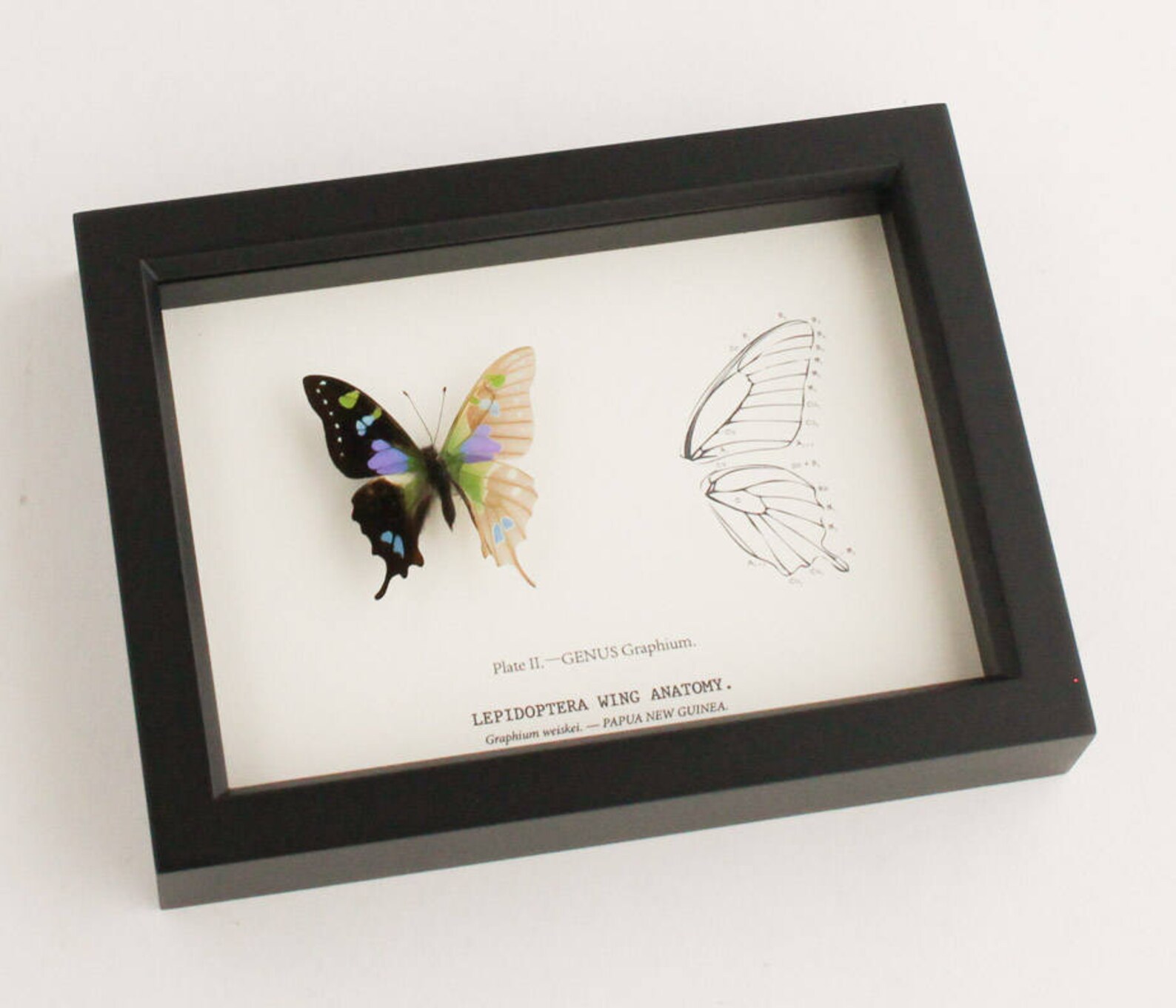 Real Framed Butterfly Curiosity Skeleton Anatomy - Etsy