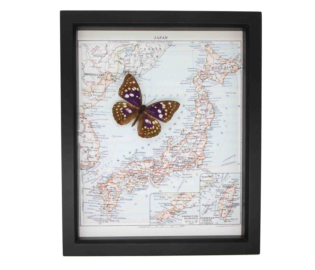 Framed Map of Japan With Real National Butterfly Display 9x11 - Etsy